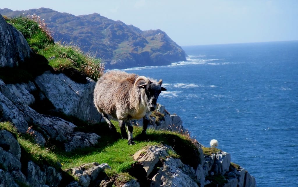 9 Facts about Irish Sheep - Hillwalk Tours Ireland - Sheep in Ireland